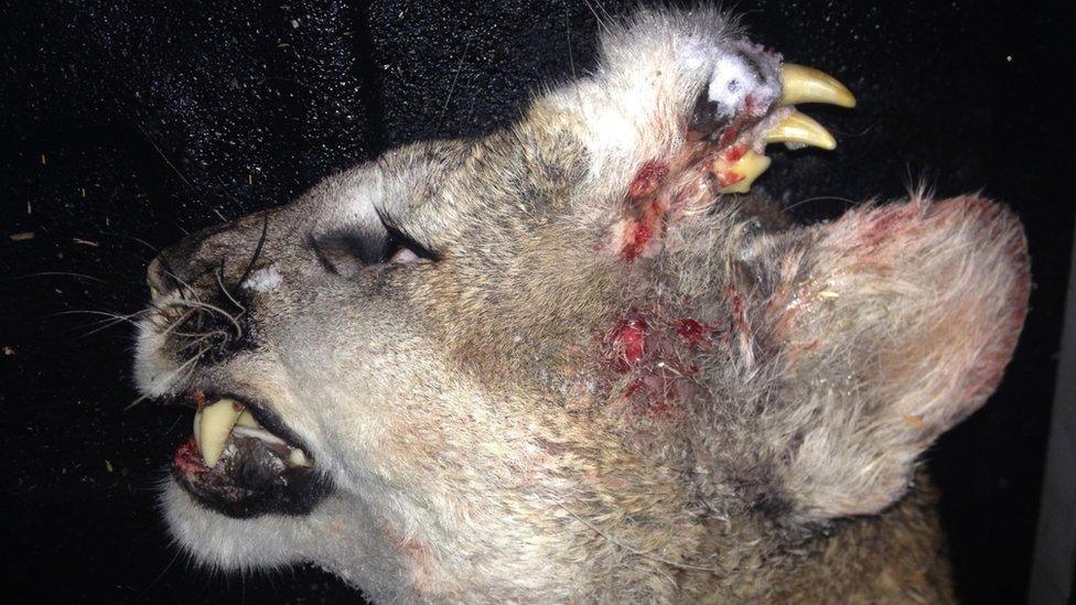 Idaho mountain lion had teeth growing from forehead - BBC News