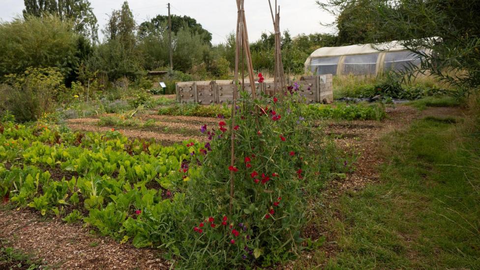 Brownfield site to be turned into nature reserve - BBC News