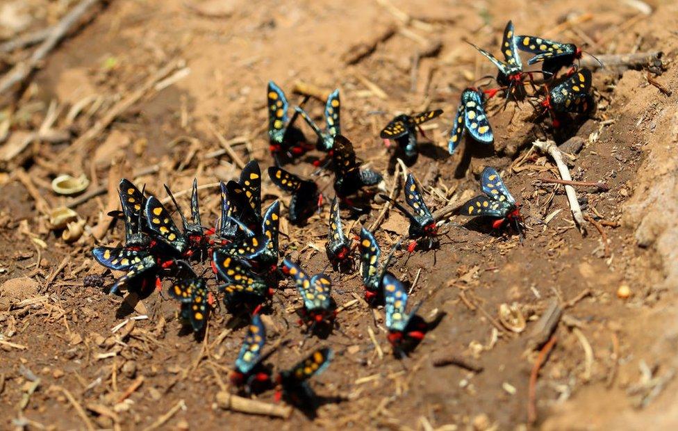 Africa's top shots: 8-14 November 2019 - BBC News