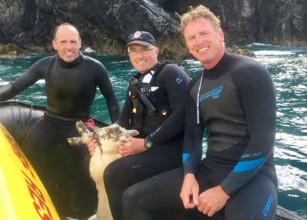 Lamb on the rocks saved after four days - BBC News