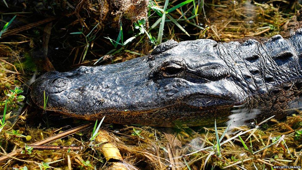 Students in Florida are warned after posting a photo of a dead ...