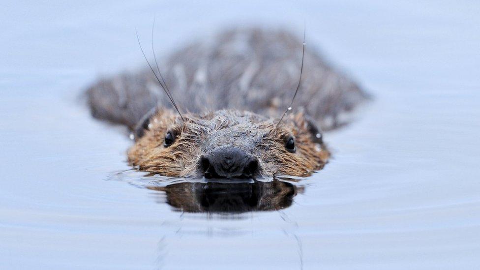 Bid to bring beavers to northwest Highlands - BBC News