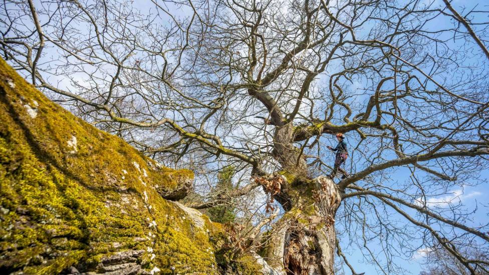 Ancient Scottish oaks in running for UK's Tree of the Year - BBC News