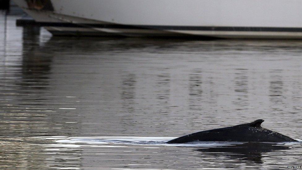 Whale lost in Buenos Aires marina led towards the sea - BBC News