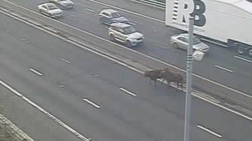 Sheffield M1 bulls destroyed after two-hour road closure - BBC News