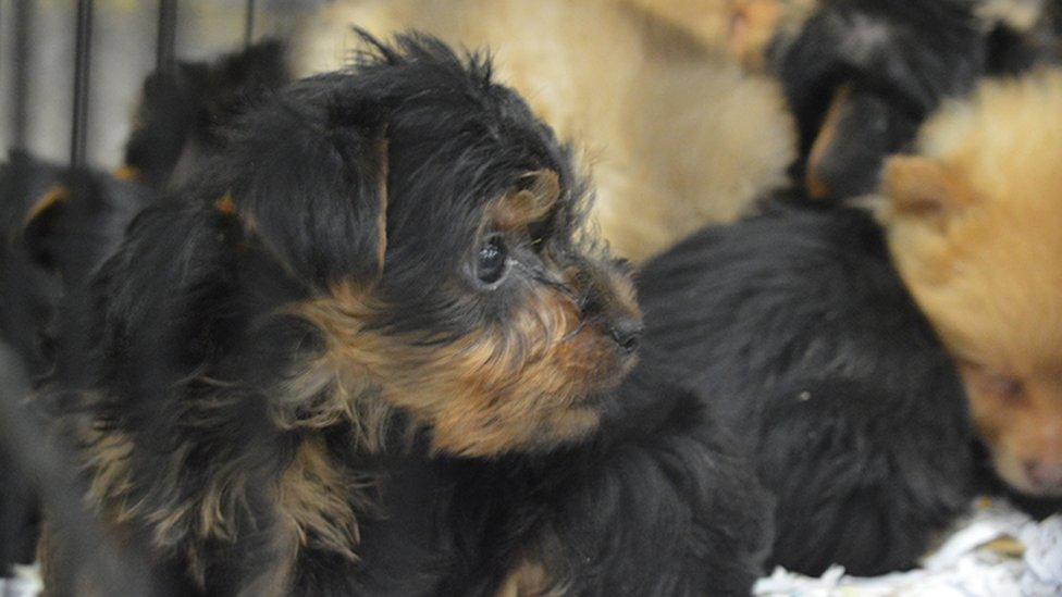 Trelogan animal rescue opens 'old folks' home' for dogs - BBC News