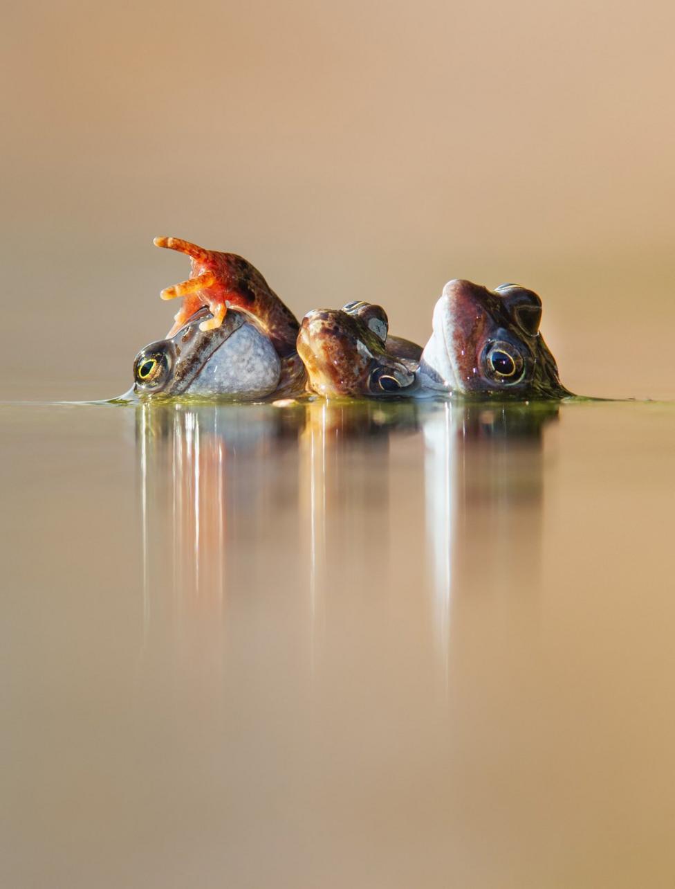 A ball of barnacles wins wildlife photo award - BBC News