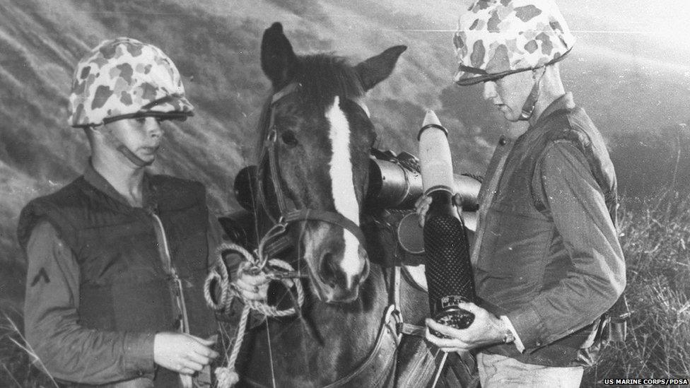 War horse Sergeant Reckless has finally been honoured for her bravery ...