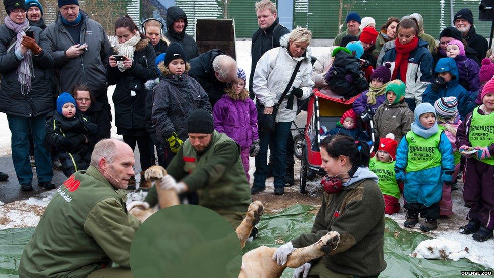 Children invited to watch a lion dissection in a Danish zoo - BBC News