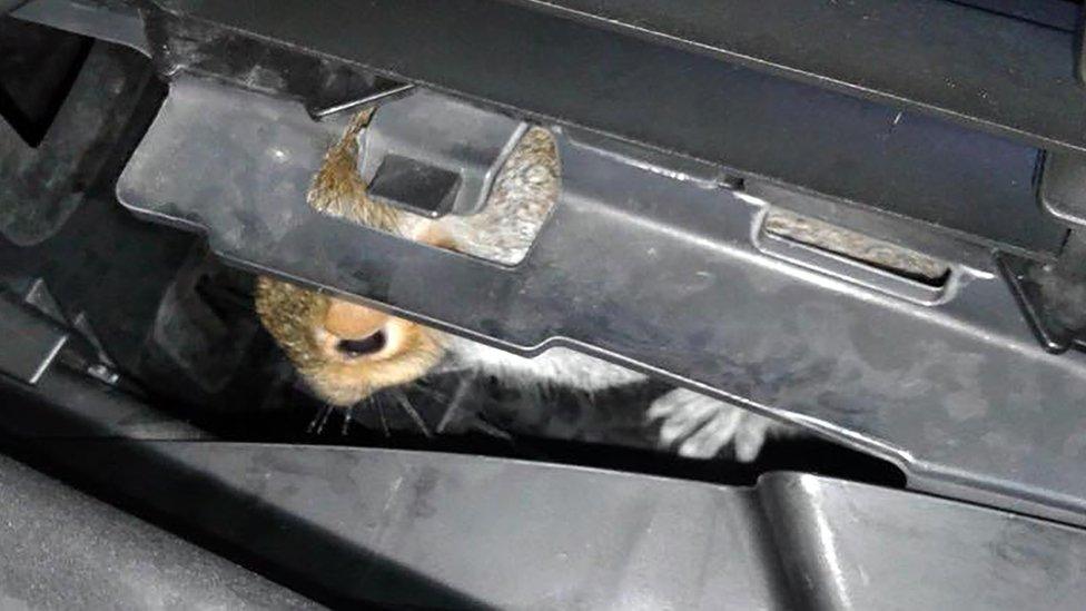 squirrel pee on car