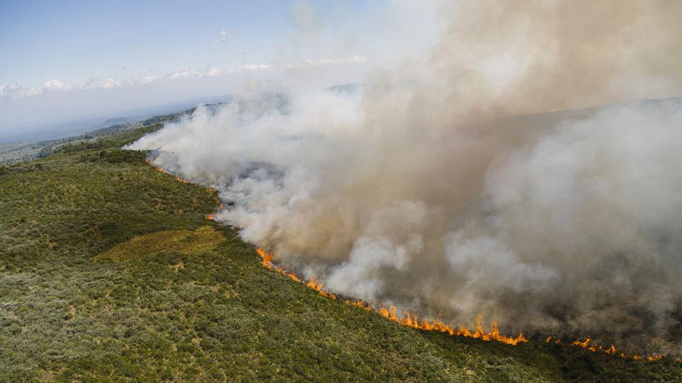 Mount Kenya wildfire: Marijuana farmers blamed - BBC News