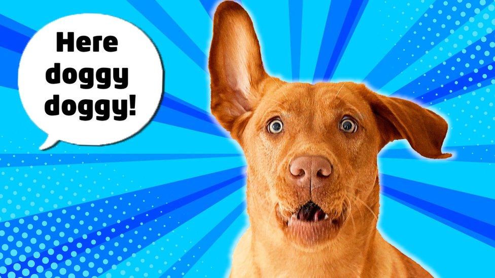 Pets: Dogs prefer it when you speak to them in a 'cute' baby voice ...