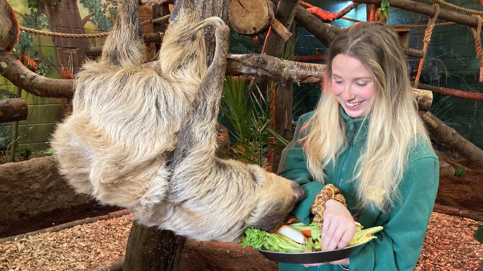 Northumberland Zoo's welcomes Linne's two-toed sloth Sally - BBC News