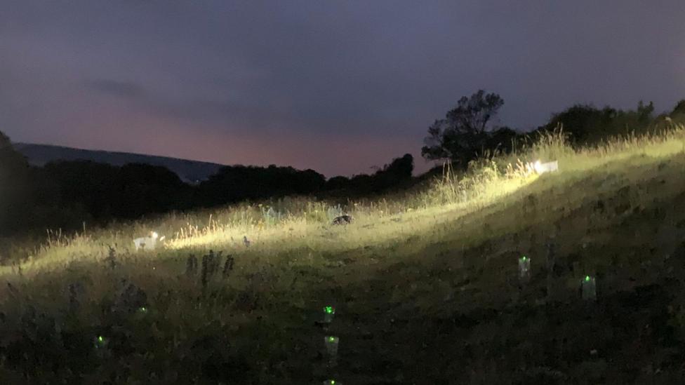 Glow worms: Spectators head to South Downs for breeding season - BBC News