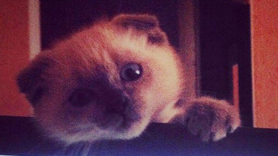 Barsik the Cat and other political animals - BBC News