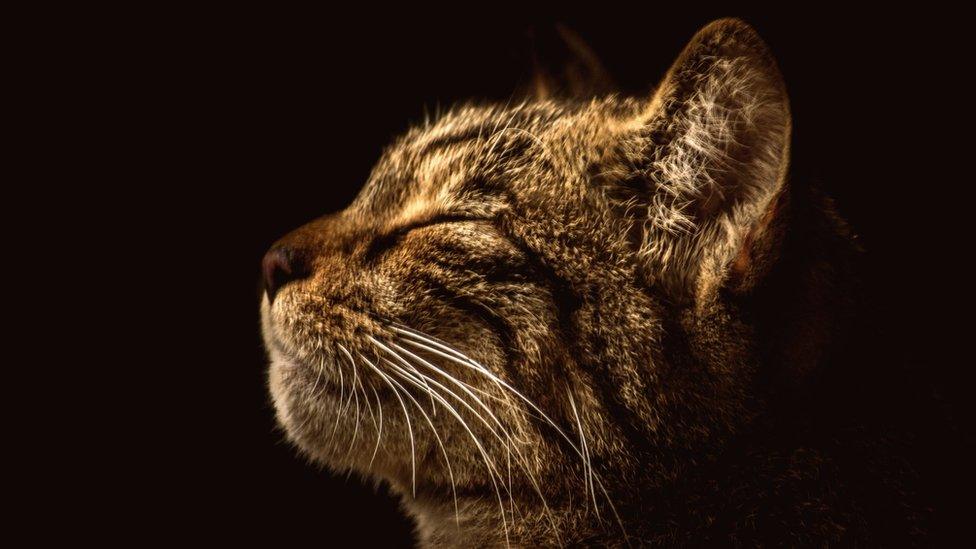 West Highland wildcat haven extended to cover 800 sq miles - BBC News