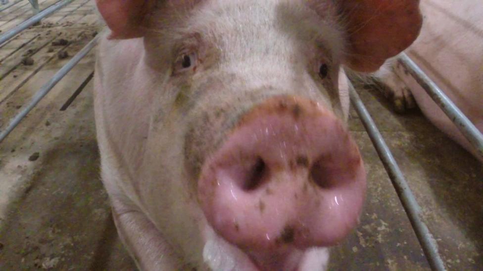 Pigs can be pessimists, University of Lincoln tests find - BBC News