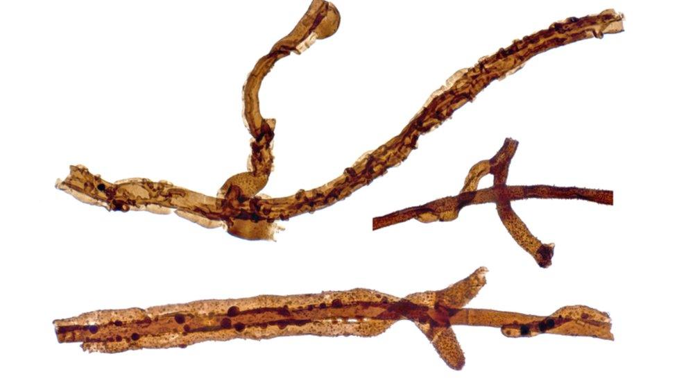 'Humble little fungus' is oldest known land fossil - BBC News