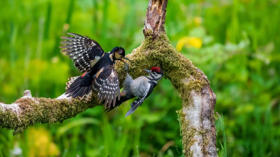 Photographer captures array of wildlife in Cornish gardens - BBC News