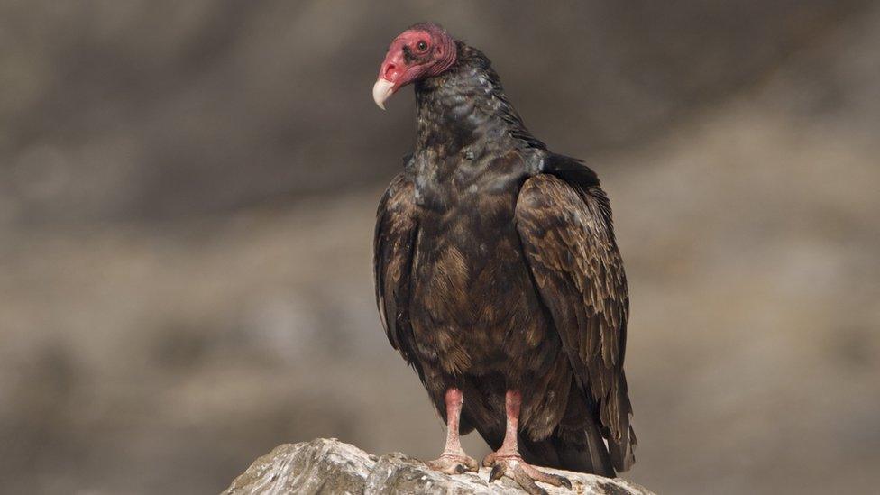Tree-top turbulence helps flapping vultures soar - BBC News