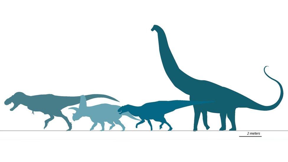 Newly found Tyrannosaurus mcraeensis was distant cousin of T-rex - BBC Newsround