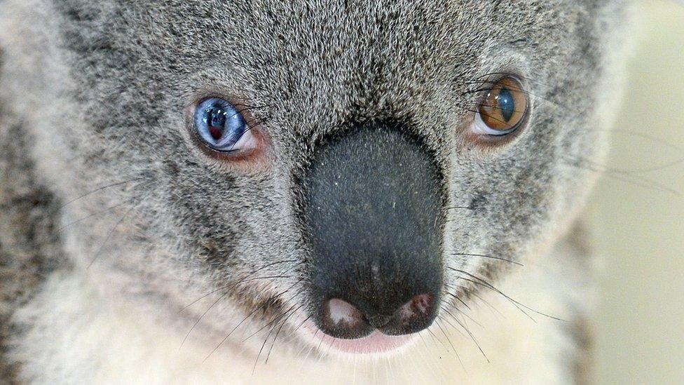 Rare white koala born at Australian Zoo - BBC Newsround