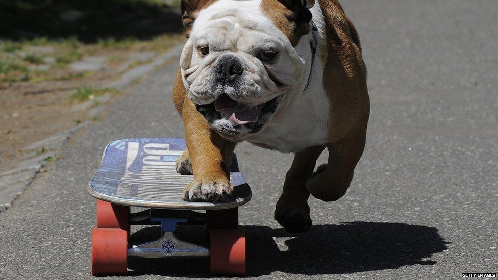 Skateboarding and surfing YouTube dog Tillman dies aged 10 in ...