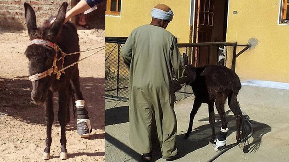 Bionic bodies: The animals with artificial additions - BBC News