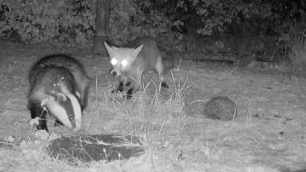 Isle of Wight home ransacked by badger after it broke in - BBC News