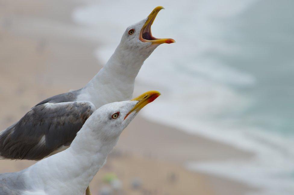 Your pictures: Conversation - BBC News