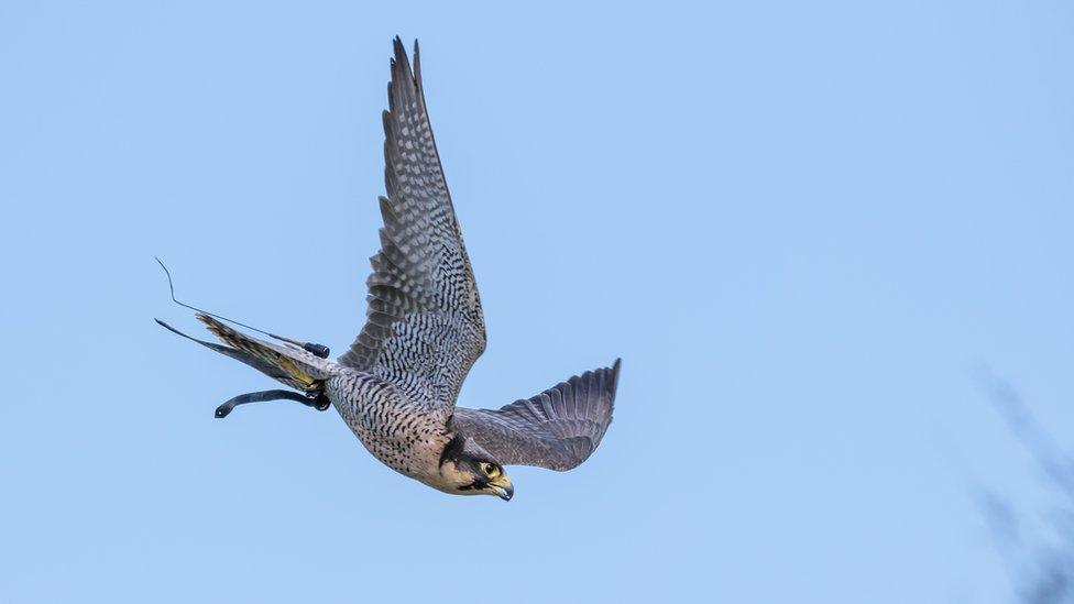 Police probe disappearance of peregrine falcons - BBC News