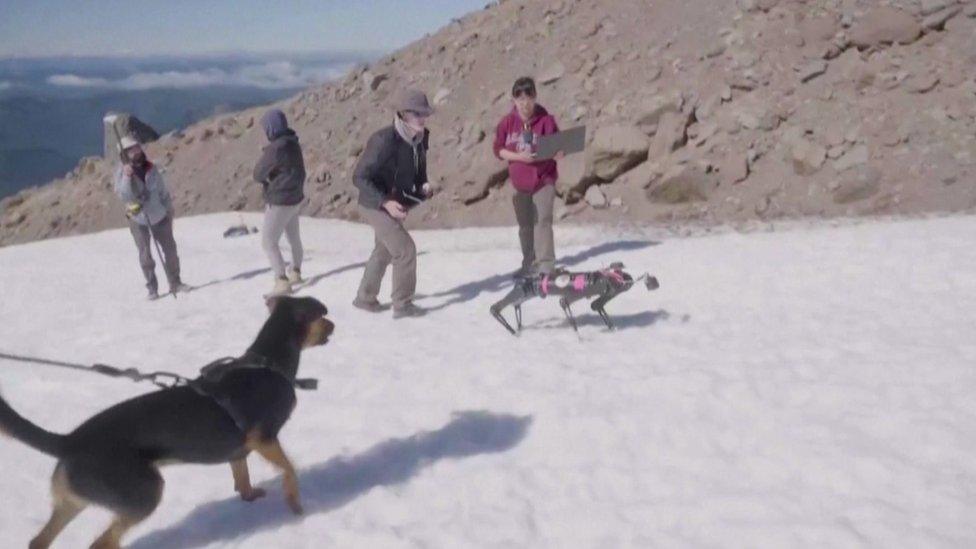 Nasa prepares robot dog for exploring the Moon - BBC Newsround