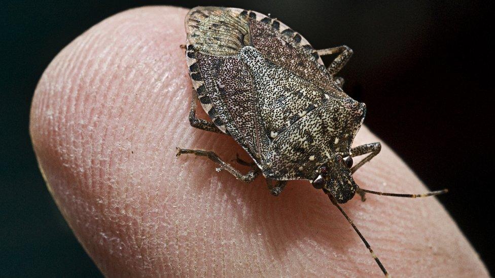 What's that smell? Stink bug arrives in UK - BBC Newsround