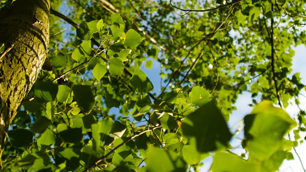 Rise in CO2 has 'greened Planet Earth' - BBC News