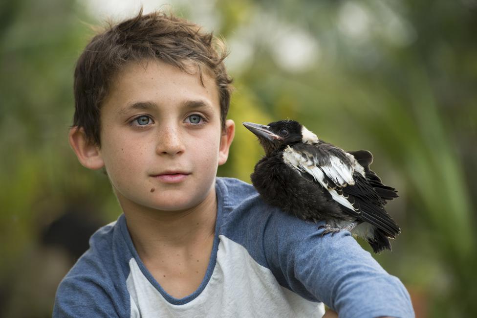 In pictures: The family and the magpie who rescued each other - BBC News