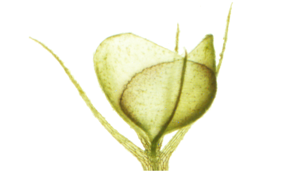 Waterwheel: Ten times faster than a Venus flytrap - BBC News