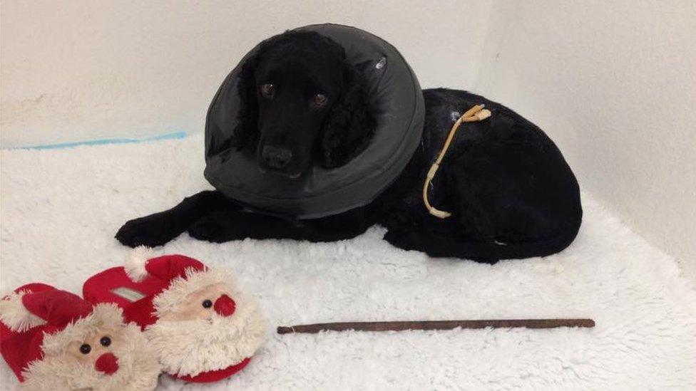 Dave the dog survives being impaled on metal spike - BBC News