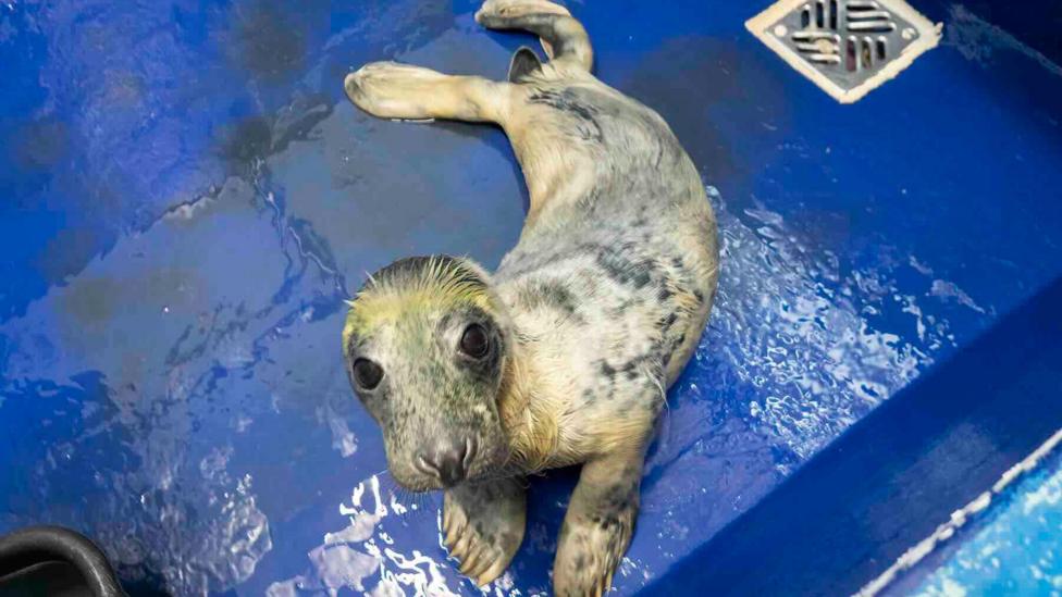 First seal pup of the season arrives at Cornish Seal Sanctuary - BBC News