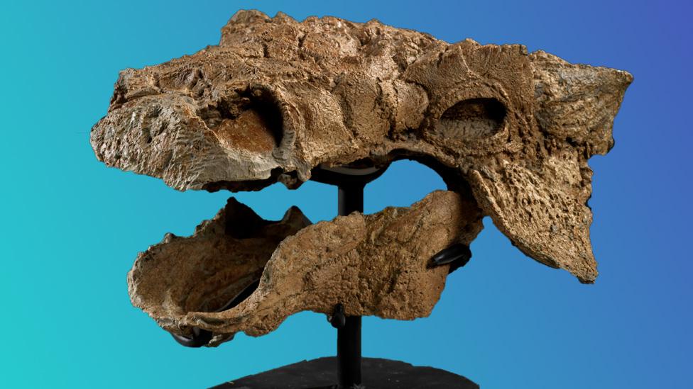 Ankylosaur: Scientists suggest these dinosaurs used their tails against ...