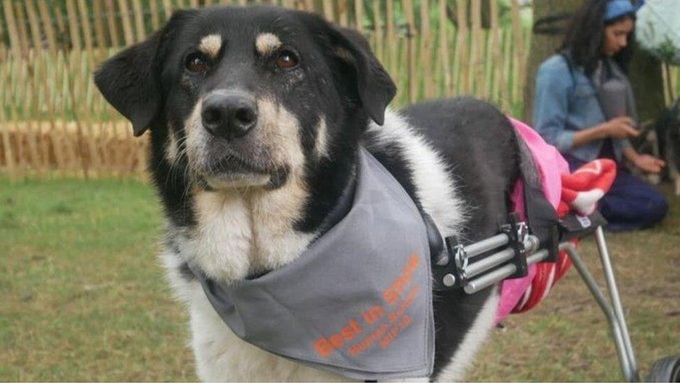 Dog with two legs to run a marathon - BBC Newsround