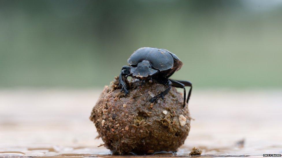 Dancing dung beetles navigate with 'sky snapshot' - BBC News
