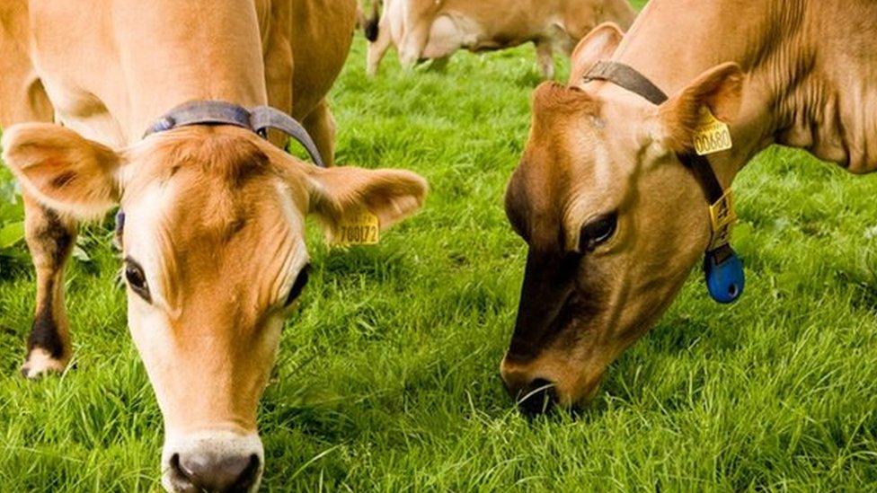 Graham's The Family Dairy outlines growth plans - BBC News