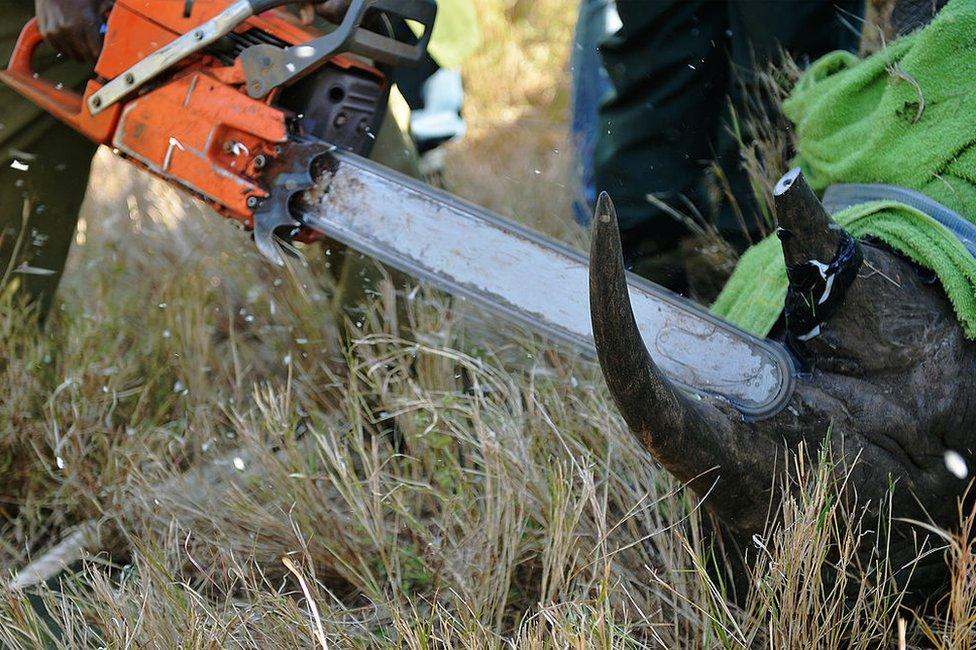 The audacious plan to airlift 80 rhinos to Australia - BBC News