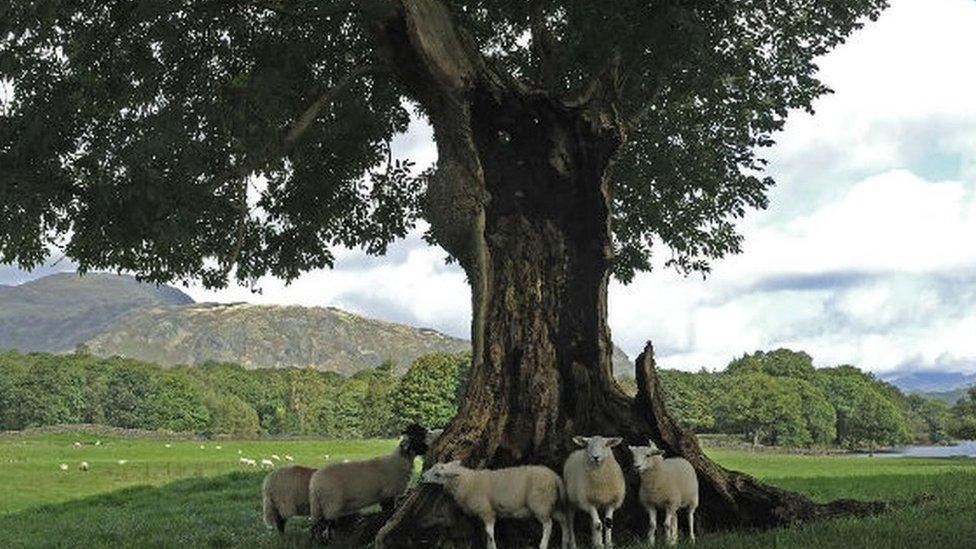 England's Tree of the Year finalists unveiled - BBC News
