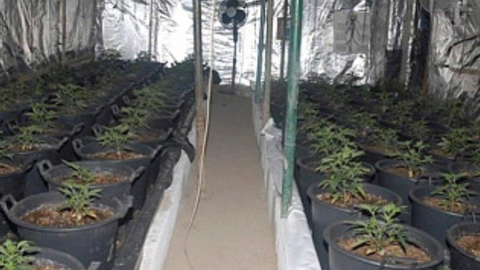 Four Shropshire arrests after £1m cannabis factory find - BBC News