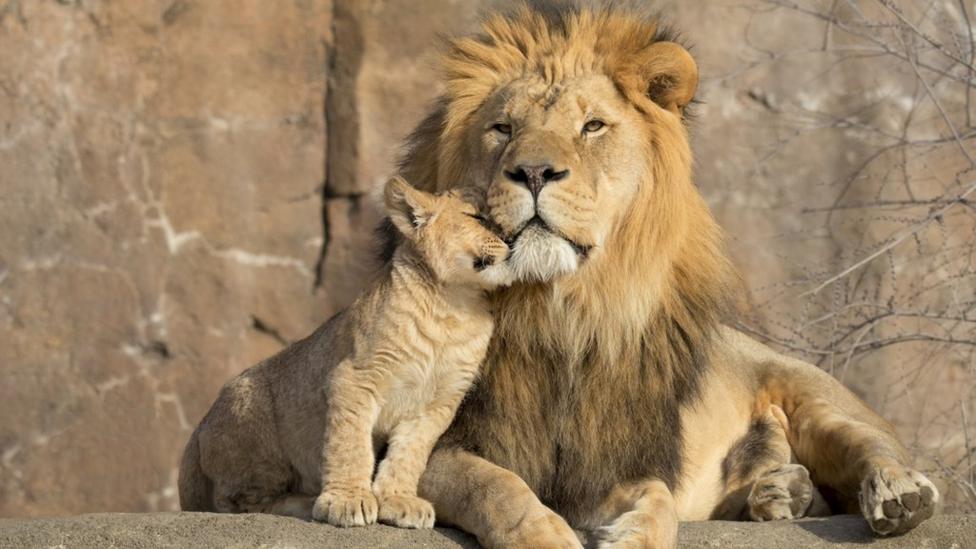 World Lion Day: Top 5 facts about the King of the Jungle - BBC Newsround