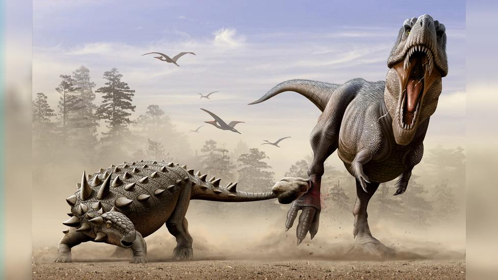 Ankylosaur: Scientists suggest these dinosaurs used their tails against ...