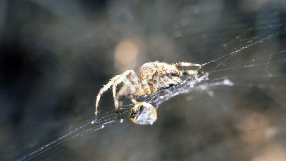 Five lesser-known driving distractions - BBC News