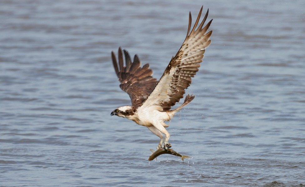 Osprey returns to Lake District for fifth season - BBC News