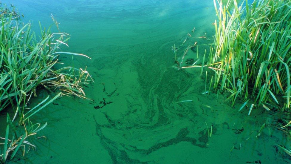 algae microorganisms disease